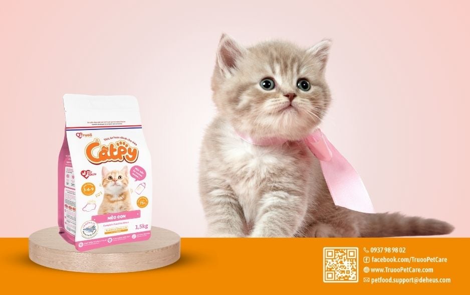 Cách nuôi mèo con cho mập: Chế độ ăn tốt nhất cho mèo con (từ 2 đến 12 ...